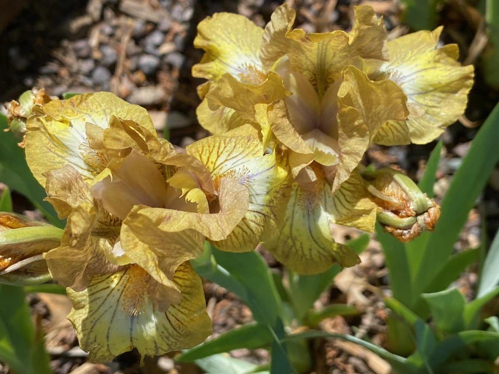 Photo of the bloom of Standard Dwarf Bearded Iris (Iris 'Honey Money ...