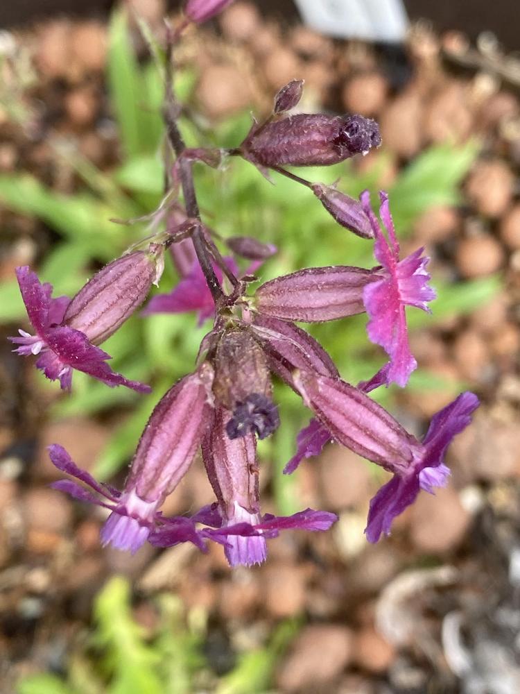 Photo of the bloom of German Catchfly (Viscaria atropurpurea) posted by ...