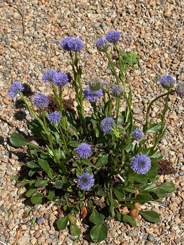 Photo of the entire plant of Globe Daisy (Globularia bisnagarica ...