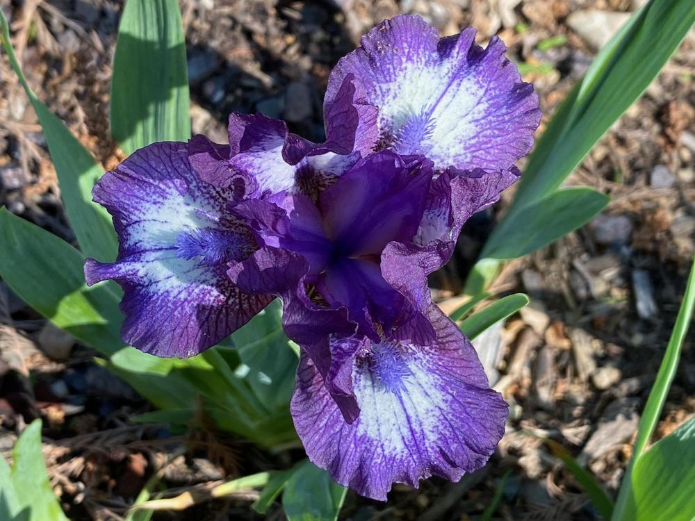 Photo of the bloom of Standard Dwarf Bearded Iris (Iris 'Plum Ripples') posted by SL_gardener ...
