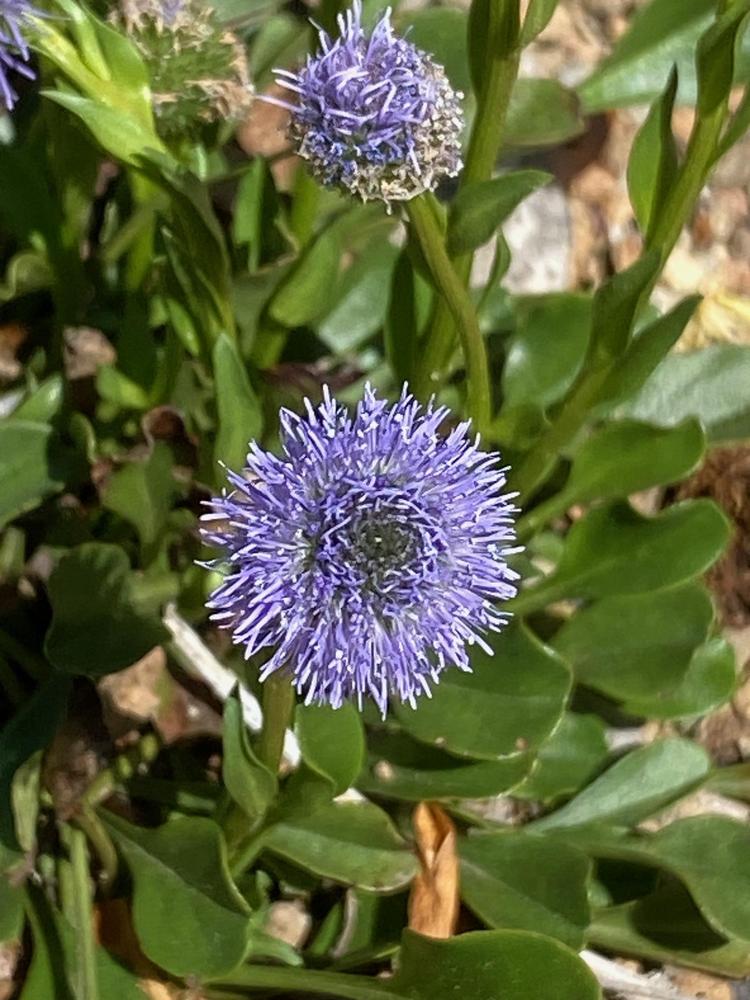 Photo of the bloom of Globe Daisy (Globularia bisnagarica) posted by SL ...
