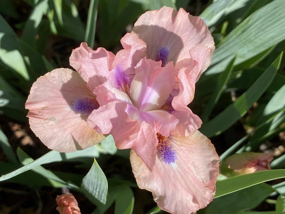 Photo of the bloom of Intermediate Bearded Iris (Iris 'It's Amazing ...