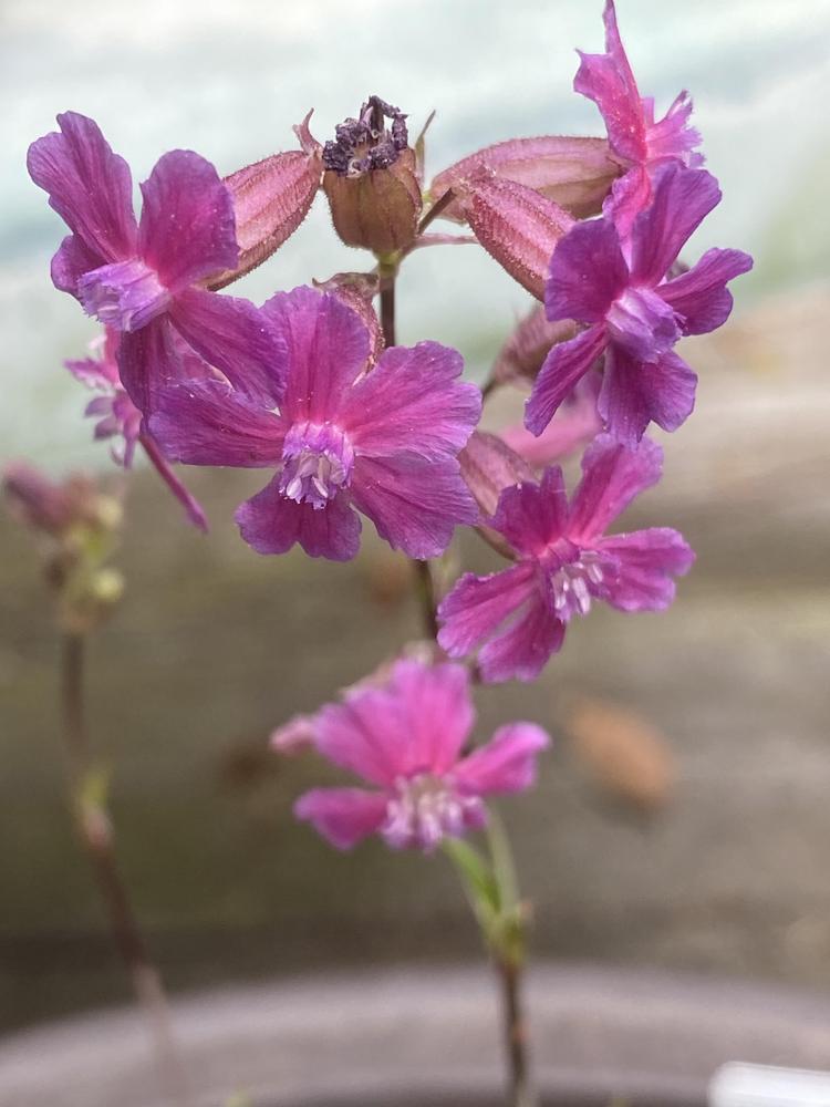 Photo of the bloom of German Catchfly (Viscaria atropurpurea) posted by ...