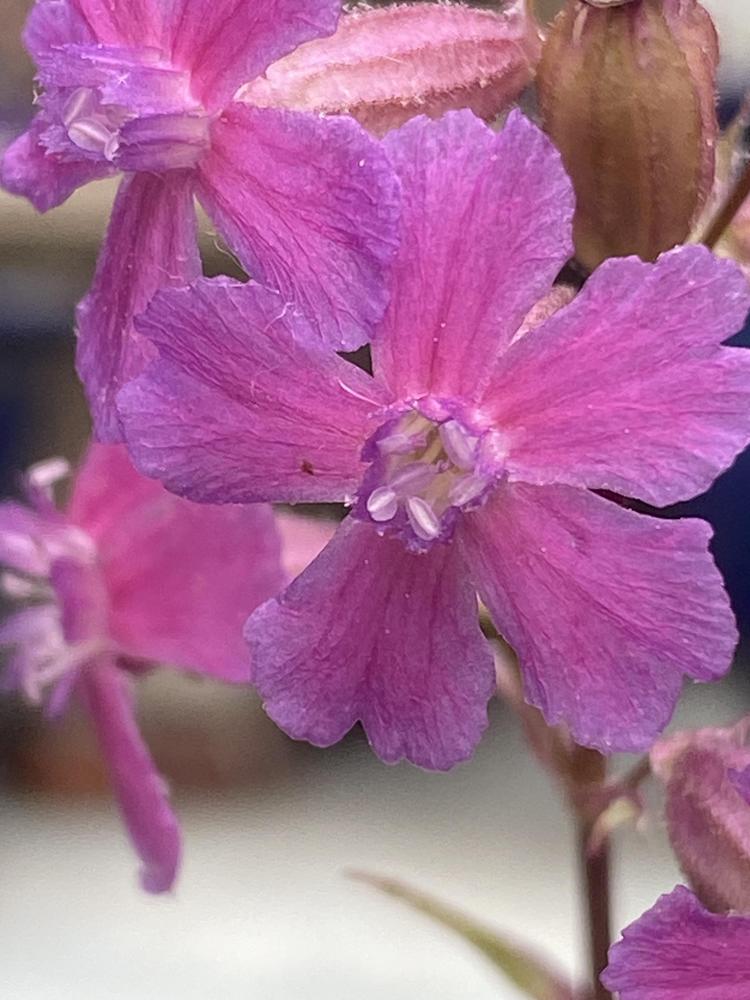 Photo of the bloom of German Catchfly (Viscaria atropurpurea) posted by ...