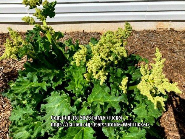 Photo of the entire plant of Rhubarbs (Rheum) posted by WebTucker ...