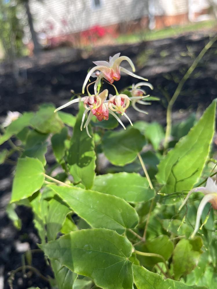 Barrenwort (Epimedium 'Pink Champagne') - Garden.org