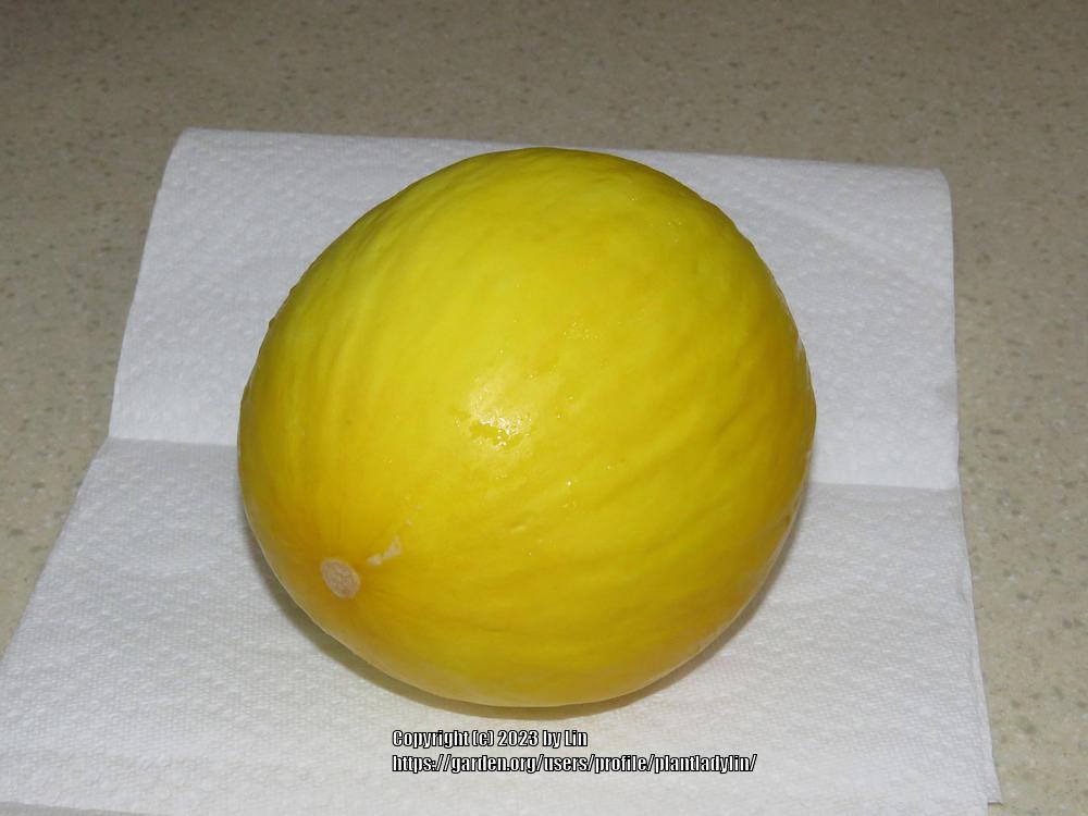 Photo of the fruit of Honeydew Melon (Cucumis melo var. inodorus ...
