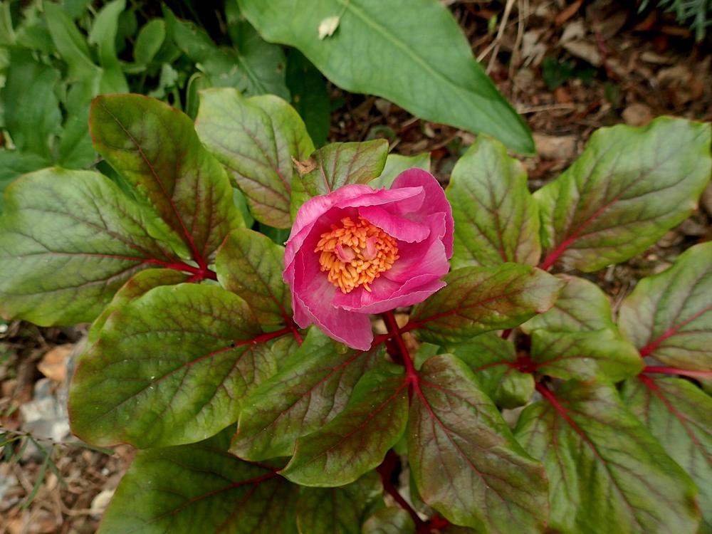 Corsican Peony (Paeonia corsica) in the Peonies Database - Garden.org
