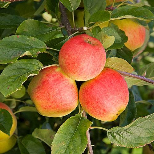 Apple (Malus domestica 'Elstar') in the Apples Database - Garden.org