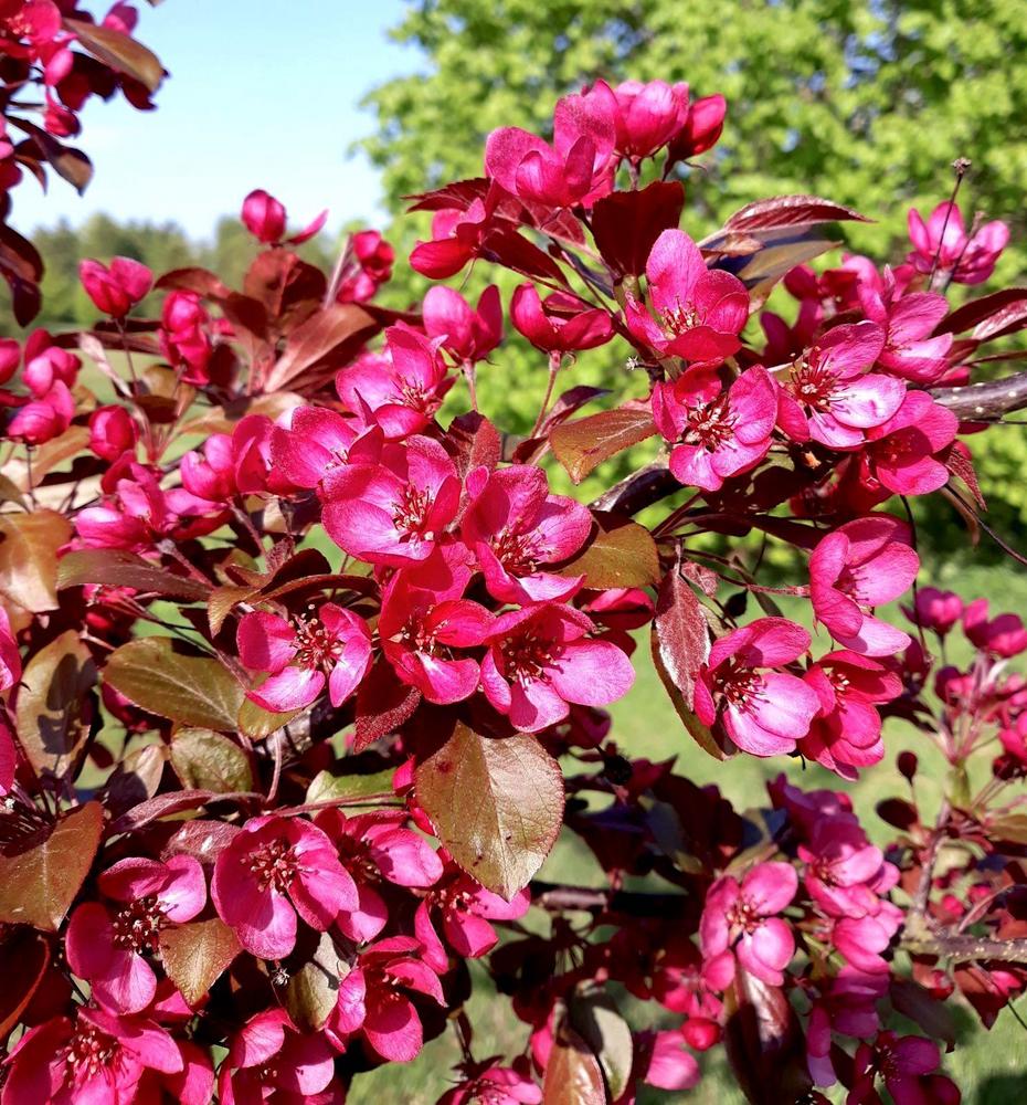 Photo of the bloom of Toringo Crabapple (Malus toringo 'Scarlett ...