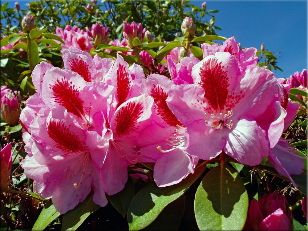 Photo of the bloom of Rhododendron 'Mrs Furnivall' posted by Barron ...