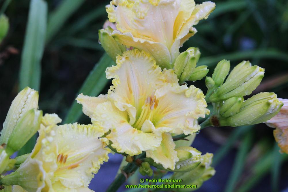 Photo of the bloom of Daylily (Hemerocallis 'Sculpture Victorienne') posted by Bellmar - Garden.org