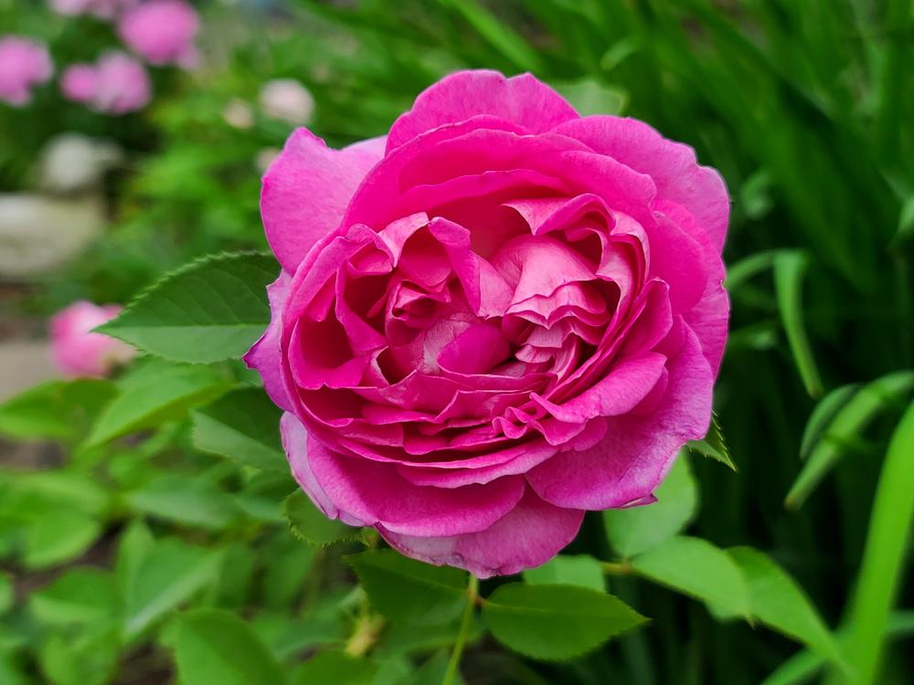 Rose (Rosa 'Raspberry Cupcake') in the Roses Database - Garden.org