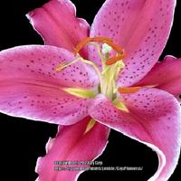 Photo of the bloom of Lily (Lilium Lily Looks™ After Eight) posted by ...