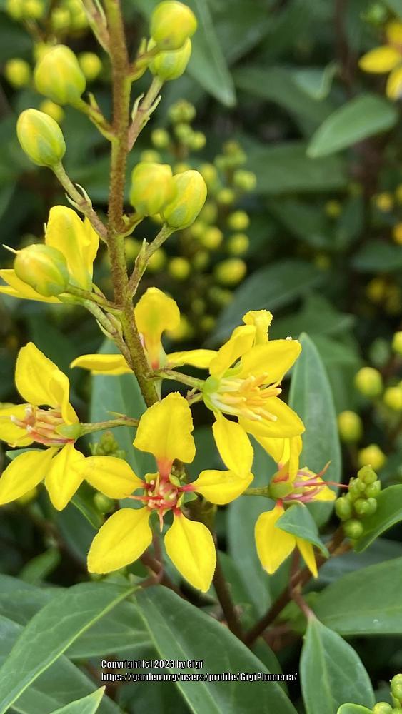 Photo of the bloom of Narrow Leaf Goldshower (Galphimia angustifolia ...