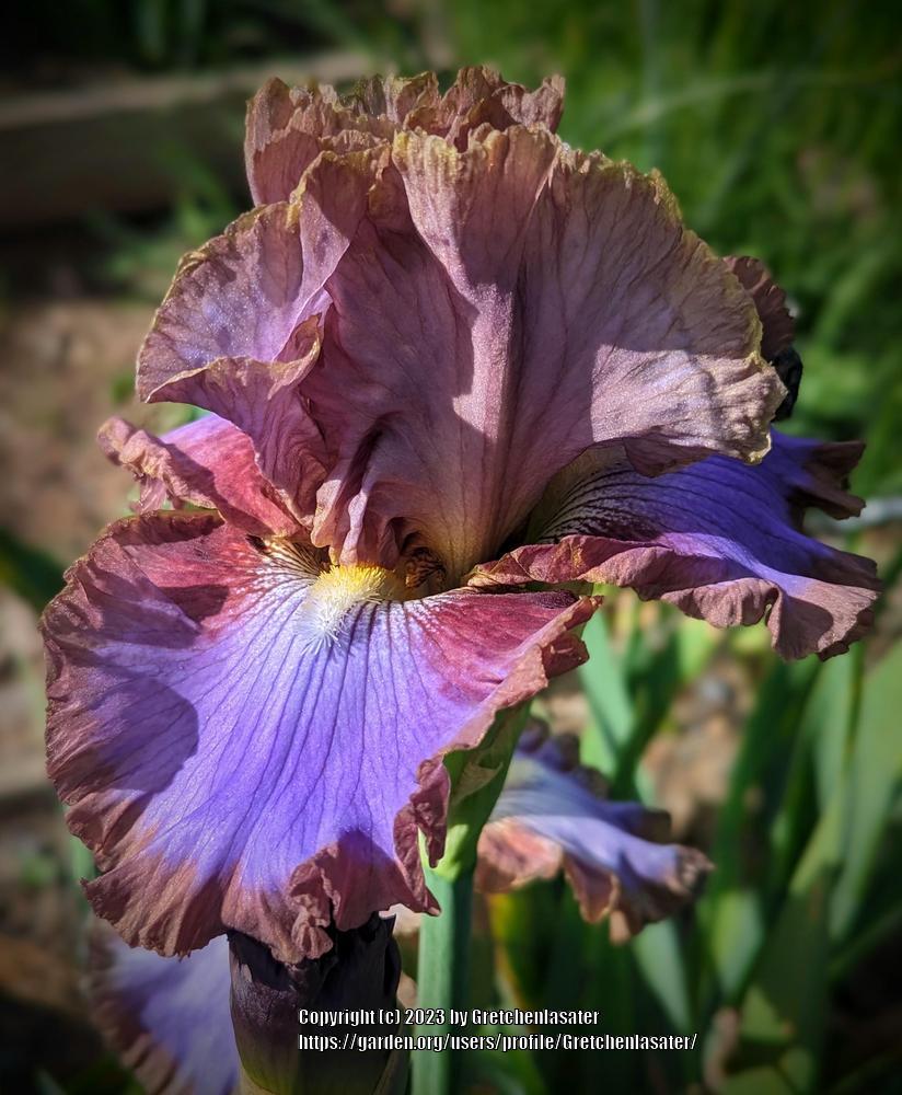 Photo of the bloom of Tall Bearded Iris (Iris 'Molokini') posted by Gretchenlasater - Garden.org
