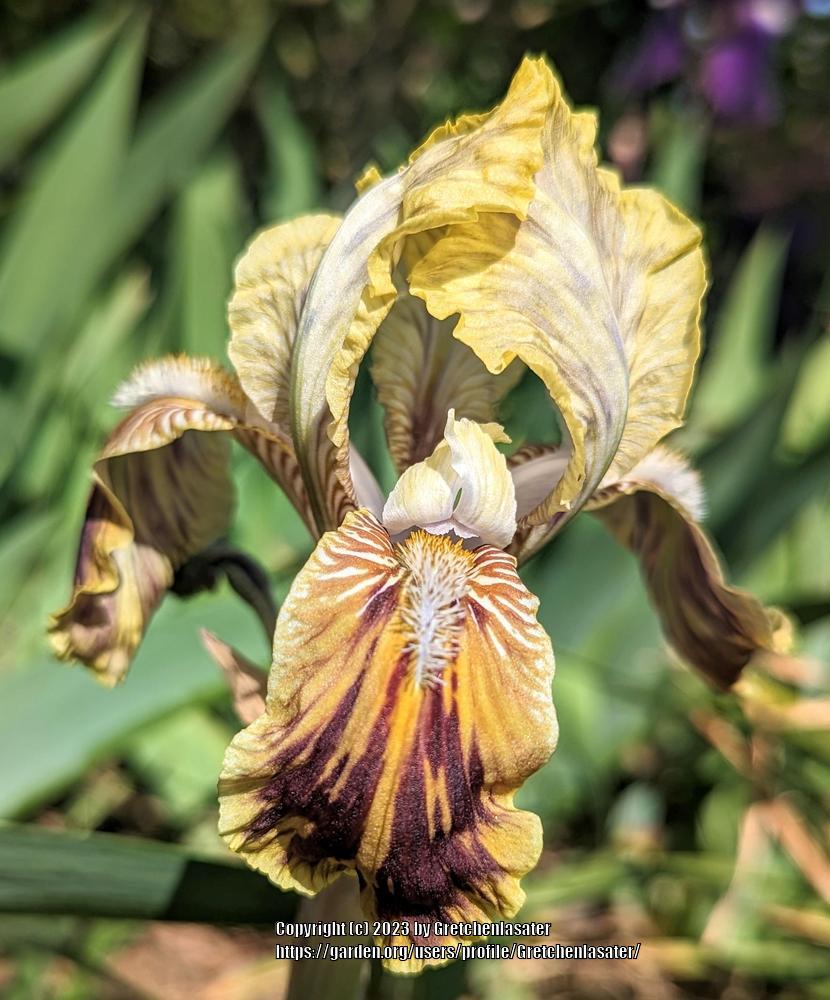Photo of the bloom of Aril Iris (Iris 'Turkish Topaz') posted by ...