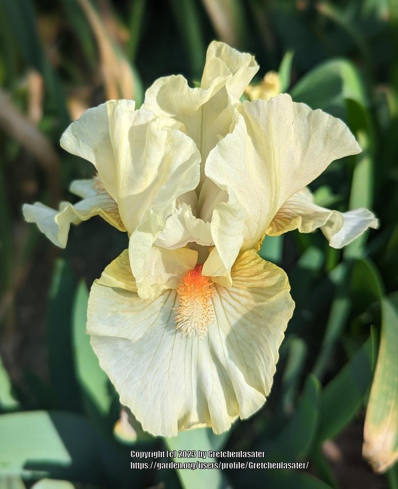 Intermediate Bearded Iris (Iris 'Easy Peasy') in the Irises Database ...