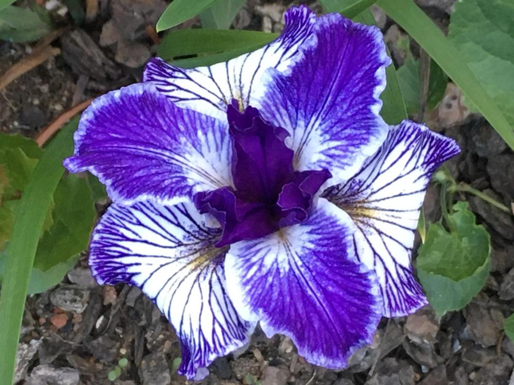 Photo of the bloom of Pacific Coast Iris (Iris 'Bar Code') posted by ...