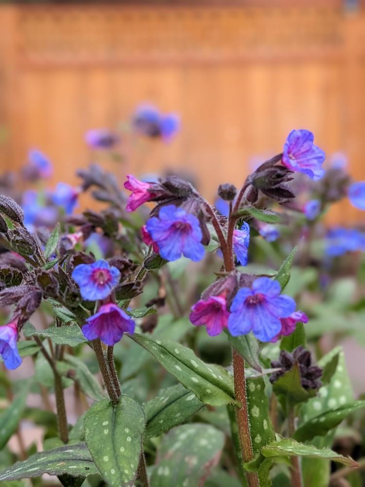 Photo of the bloom of Longleaf Lungwort (Pulmonaria longifolia 'E.B ...
