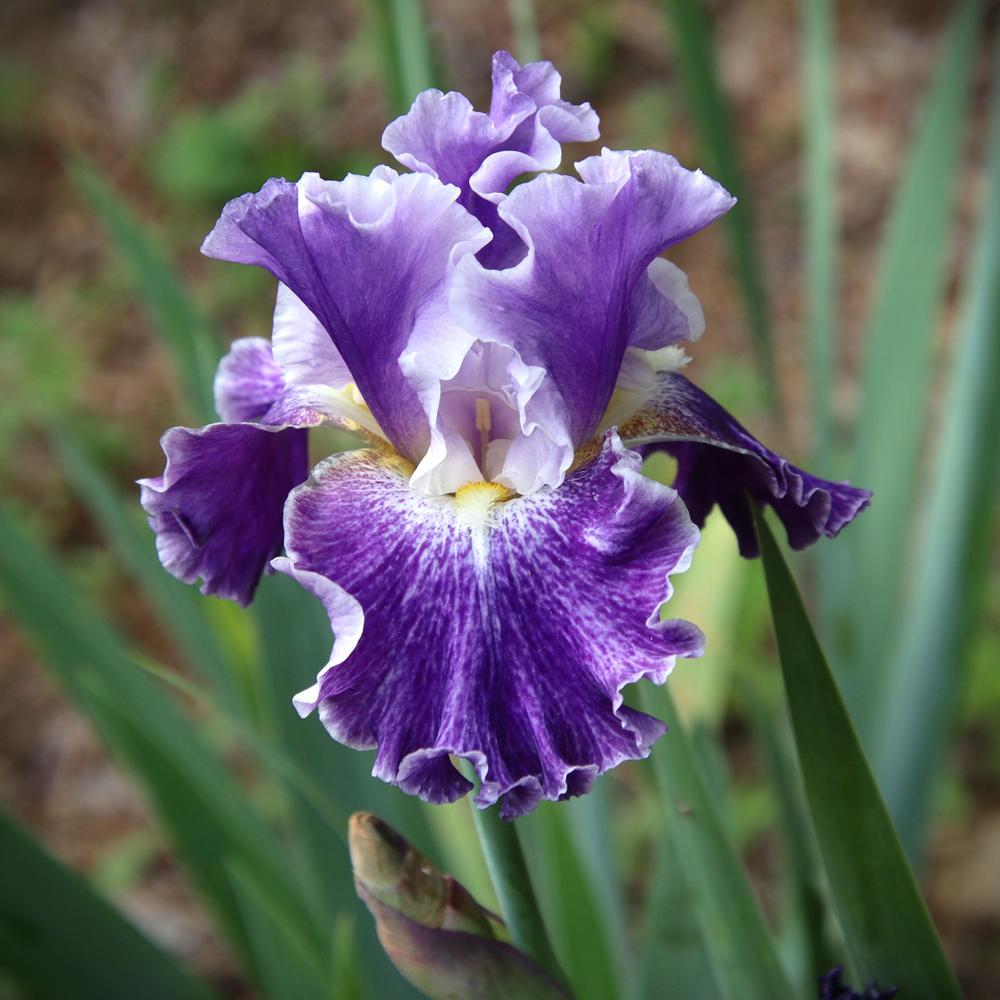 Photo of the bloom of Tall Bearded Iris (Iris 'Stellar Wind') posted by LoriMT - Garden.org