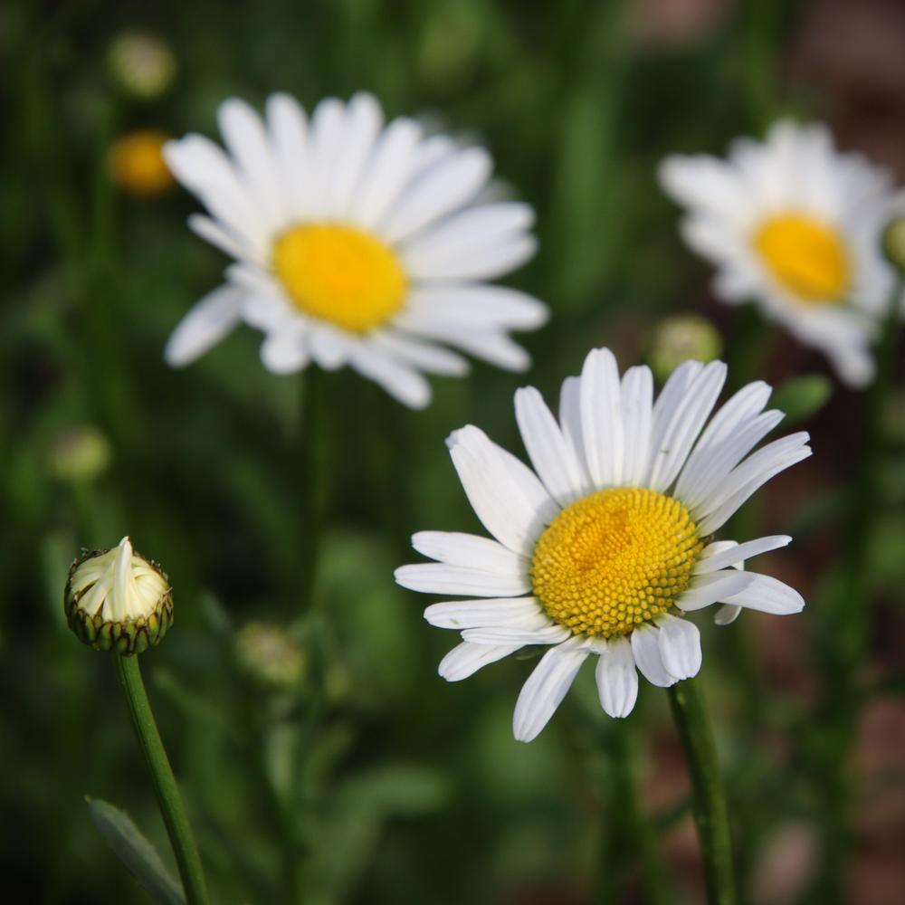 Photo of the closeup of buds, sepals and receptacles of Shasta Daisy ...