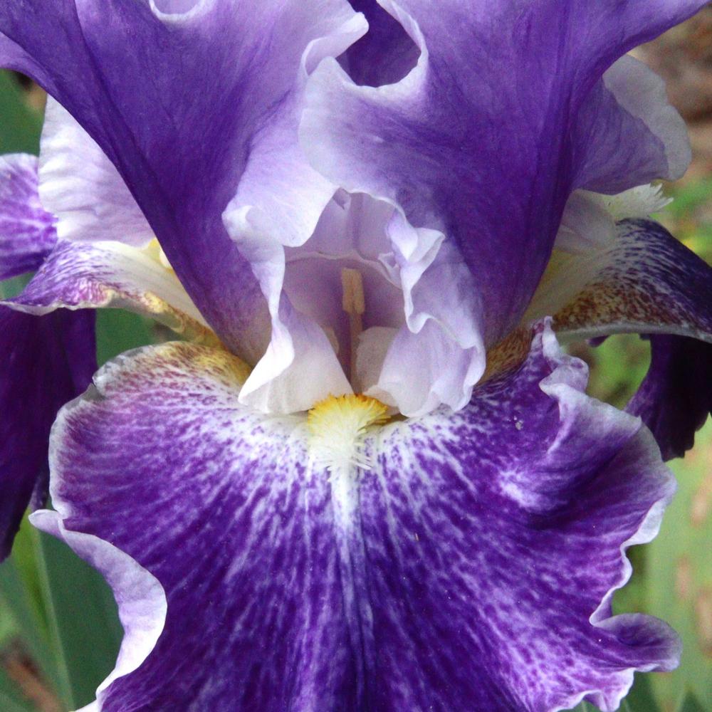 Photo of the stamens, filaments and pistils of Tall Bearded Iris (Iris 'Stellar Wind') posted by ...