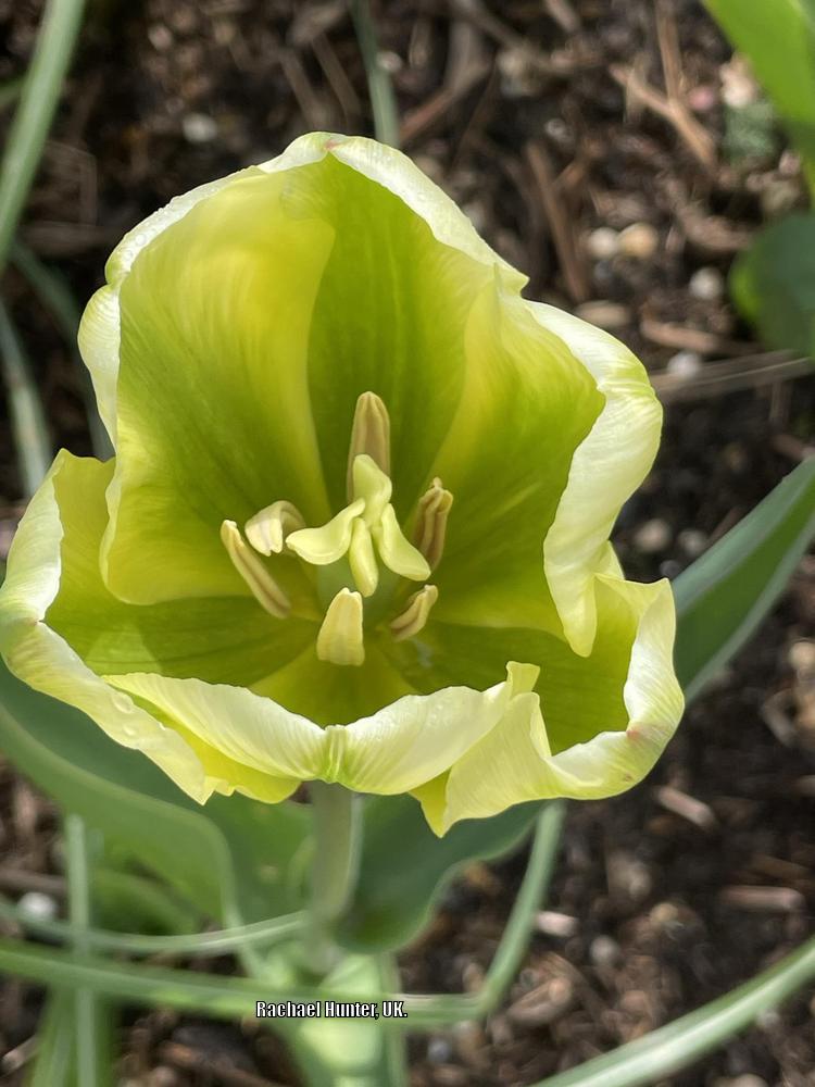 Photo of the stamens, filaments and pistils of Viridiflora Tulip ...
