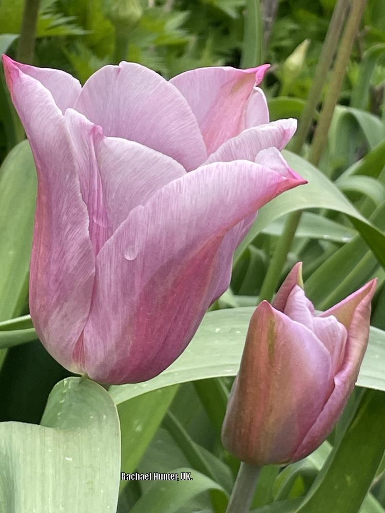 Tulip (Tulipa 'Mistress Mystic') in the Tulips Database - Garden.org