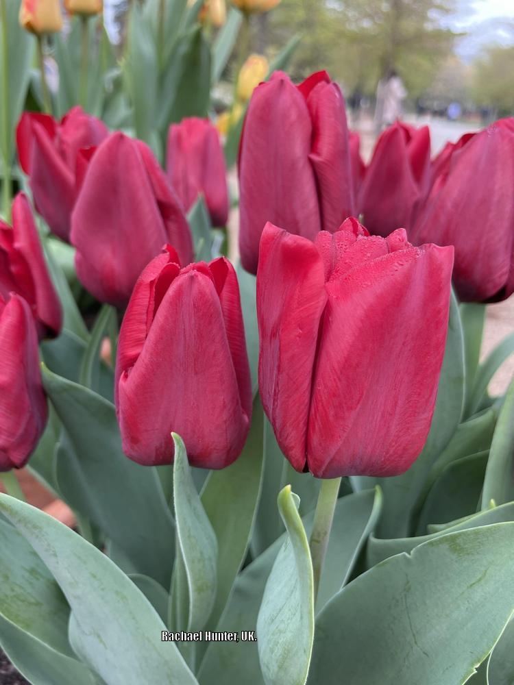 Photo of the bloom of Triumph Tulip (Tulipa 'Seadov') posted by RachaelHunter - Garden.org