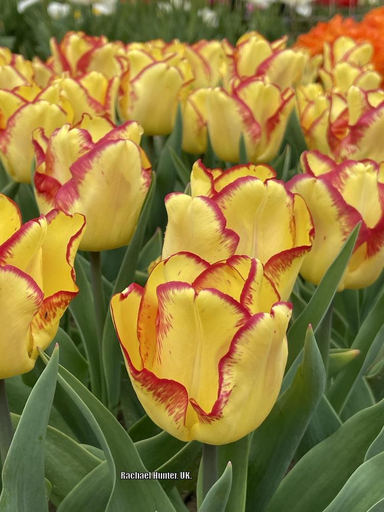 Single Early Tulip (Tulipa 'Cape Town') in the Tulips Database - Garden.org