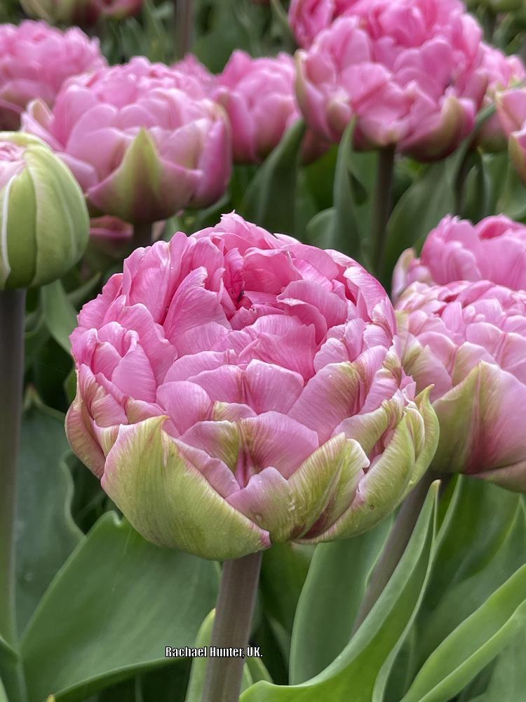 Tulip (Tulipa 'Dressing') in the Tulips Database - Garden.org