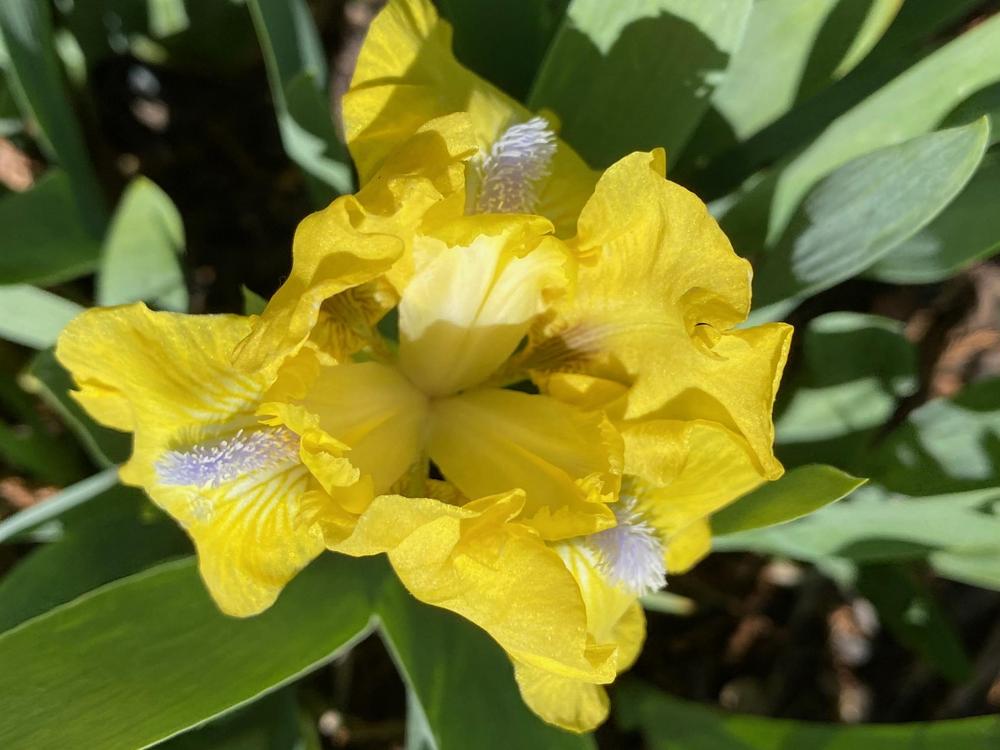 Photo of the bloom of Standard Dwarf Bearded Iris (Iris 'Lemon Zip ...