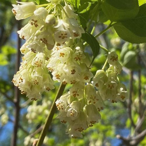 Bladdernut (Staphylea trifolia) - Garden.org
