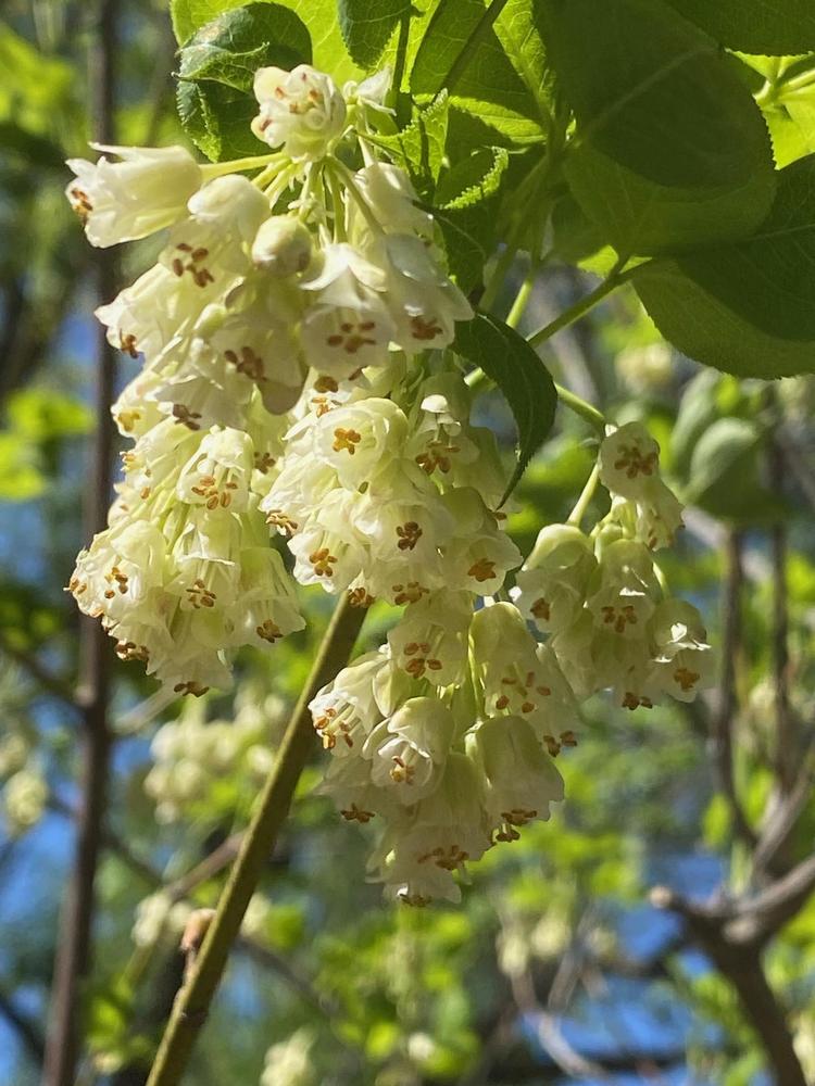Bladdernut (Staphylea trifolia) - Garden.org
