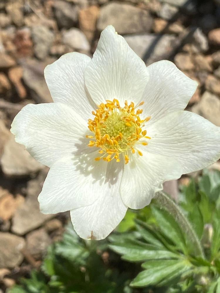 Photo of the bloom of Few-Flowered Anemone (Anemone parviflora) posted ...