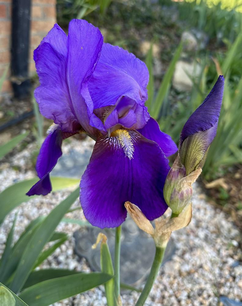 Photo of the bloom of Tall Bearded Iris (Iris 'William A. Setchell ...