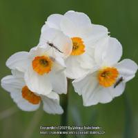 Photo of the bloom of Daffodil (Narcissus 'Geranium') posted by ...