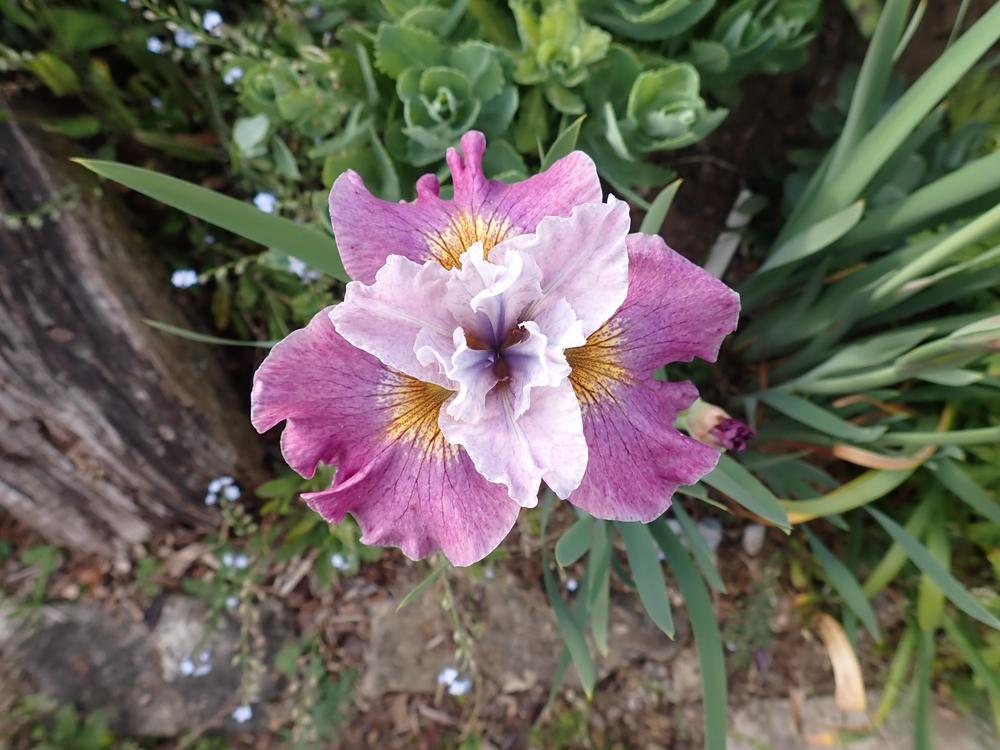Photo of the bloom of Siberian Iris (Iris 'Hey Good Lookin'') posted by ...