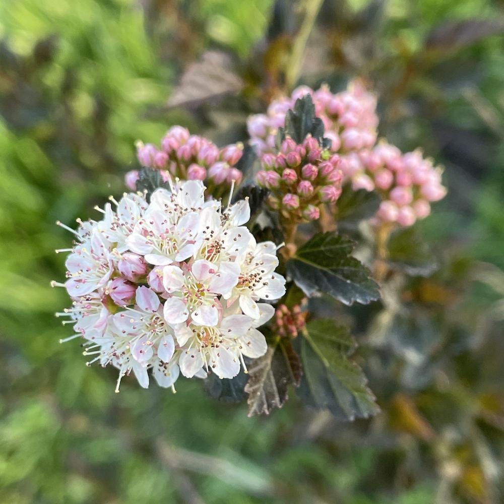Eastern Ninebark (Physocarpus opulifolious Tiny Wine®) in the Ninebarks ...