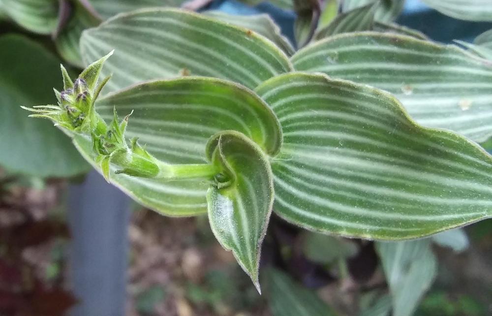 Photo of the closeup of buds, sepals and receptacles of Striped Inch ...