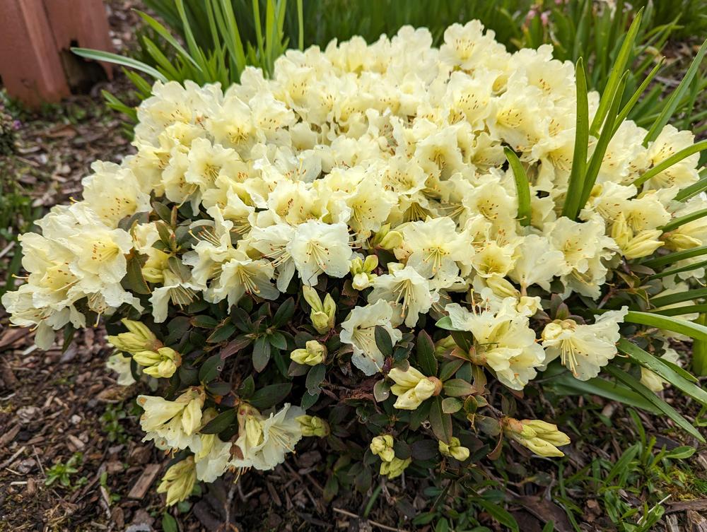 Photo of the entire plant of Rhododendron 'Patty Bee' posted by Barron ...