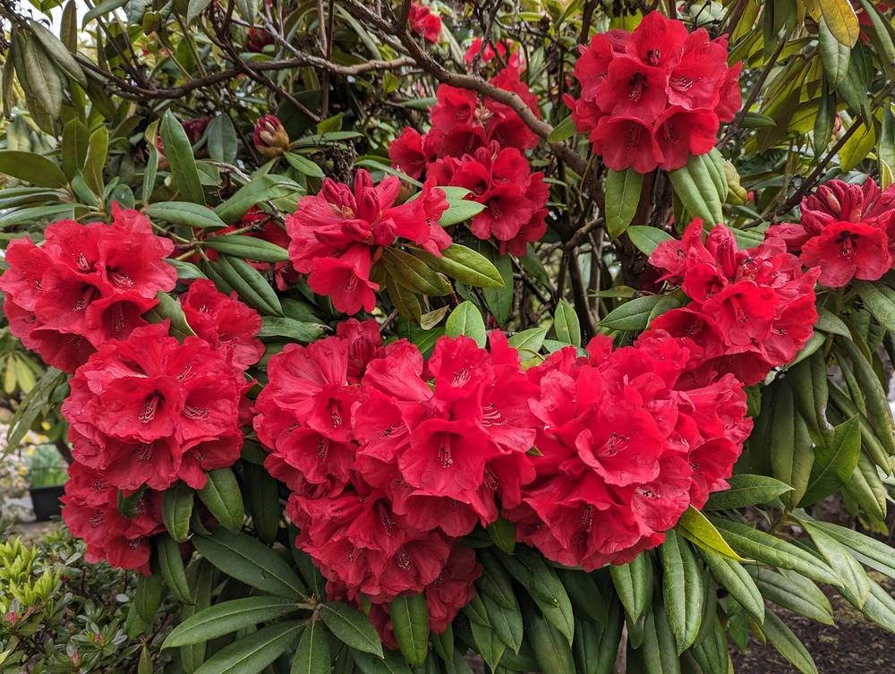 Rhododendron 'Malahat' in the Rhododendrons Database - Garden.org