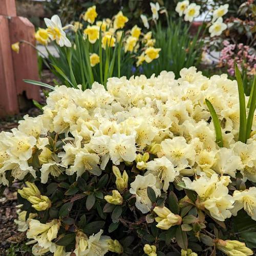 Rhododendron 'Patty Bee' in the Rhododendrons Database - Garden.org