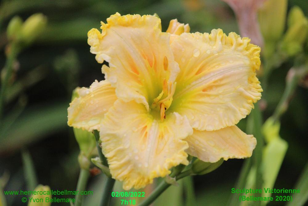 Photo of the bloom of Daylily (Hemerocallis 'Sculpture Victorienne') posted by Bellmar - Garden.org