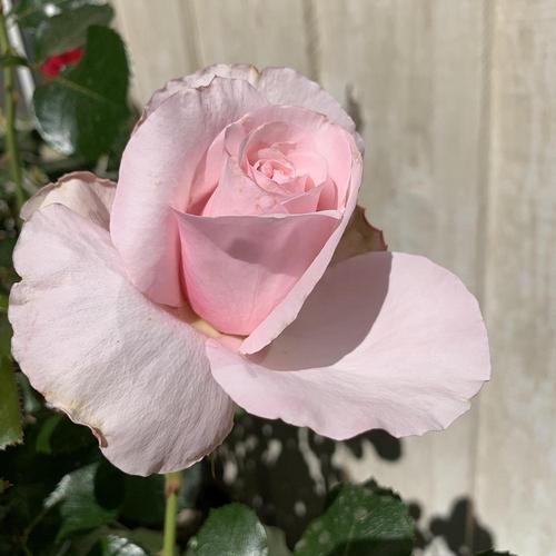 Rose (Rosa 'Carole Bouquet') in the Roses Database - Garden.org