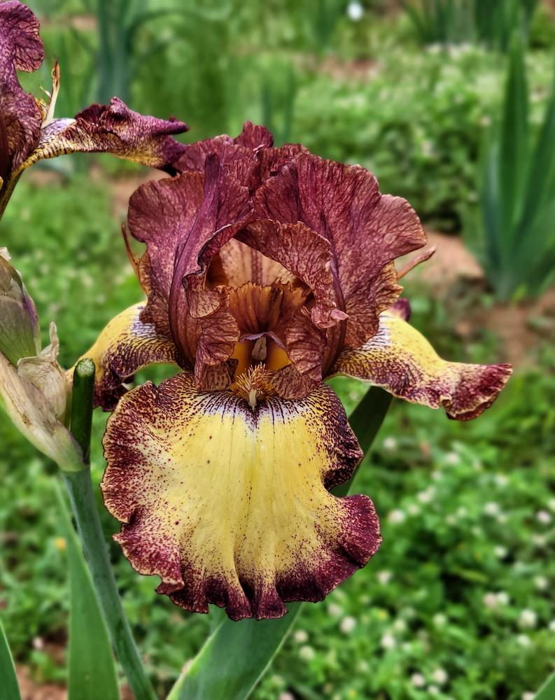 Tall Bearded Iris (Iris 'Clown Around') in the Irises Database - Garden.org