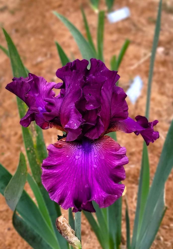 Photo of the bloom of Iris 'I Feel Lucky' posted by Bitoftrouble ...