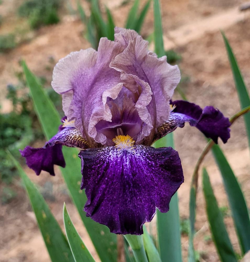 Photo of the bloom of Intermediate Bearded Iris (Iris 'Fanciful Whimsy') posted by Bitoftrouble ...