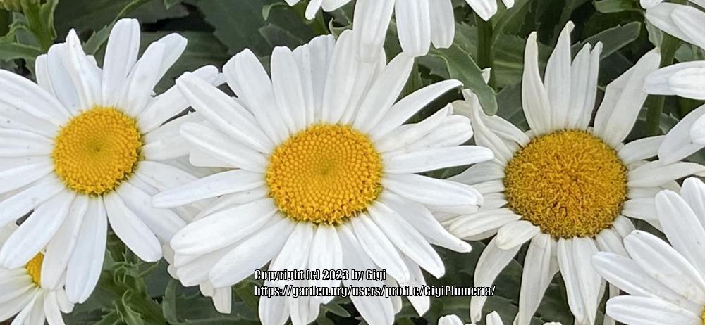 Shasta Daisy (Leucanthemum x superbum Lucille™ Grace) in the Shasta ...